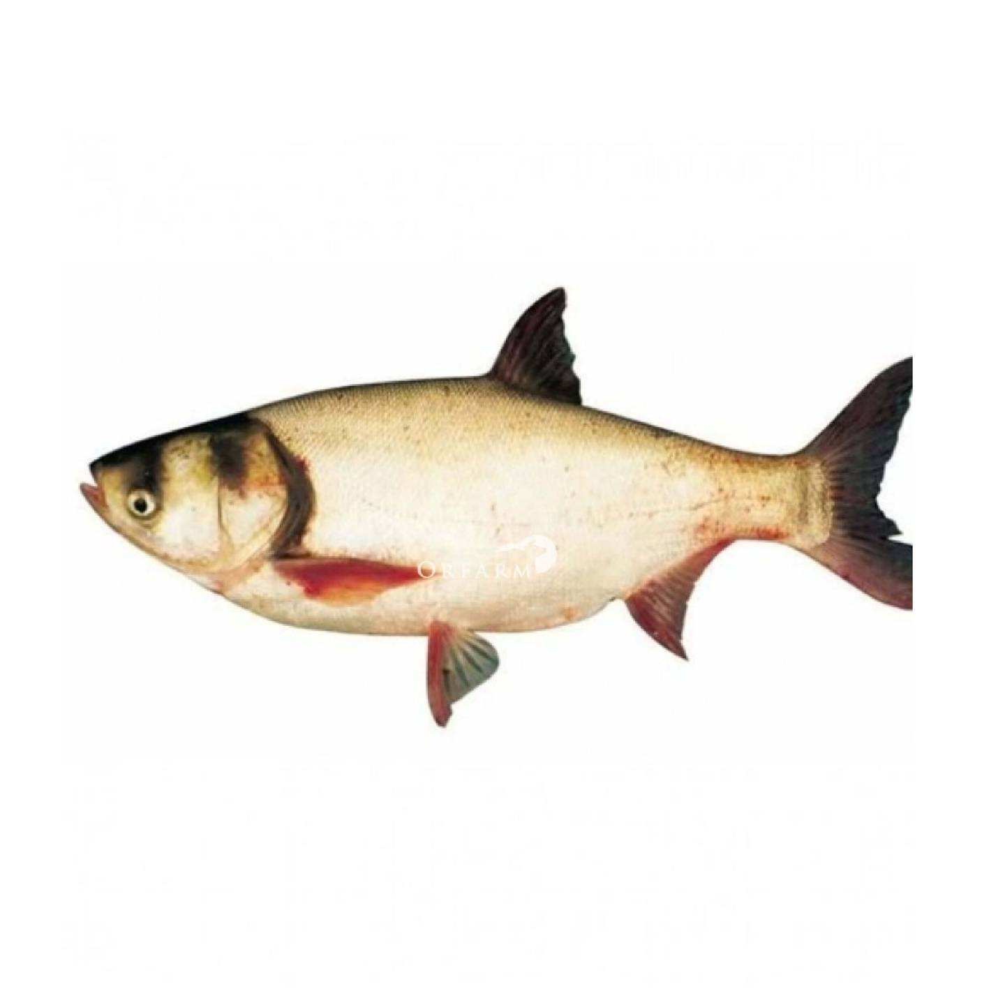 cá Tiếng Anh là gì