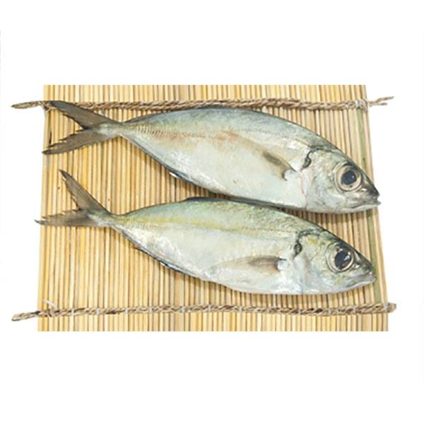 cá tráo Tiếng Anh là gì